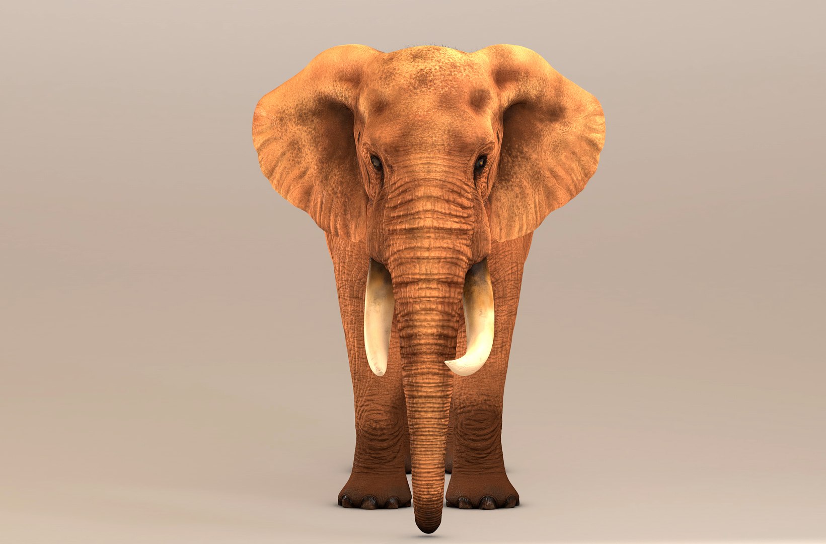 3D Elephant Realistic Model - TurboSquid 1472574
