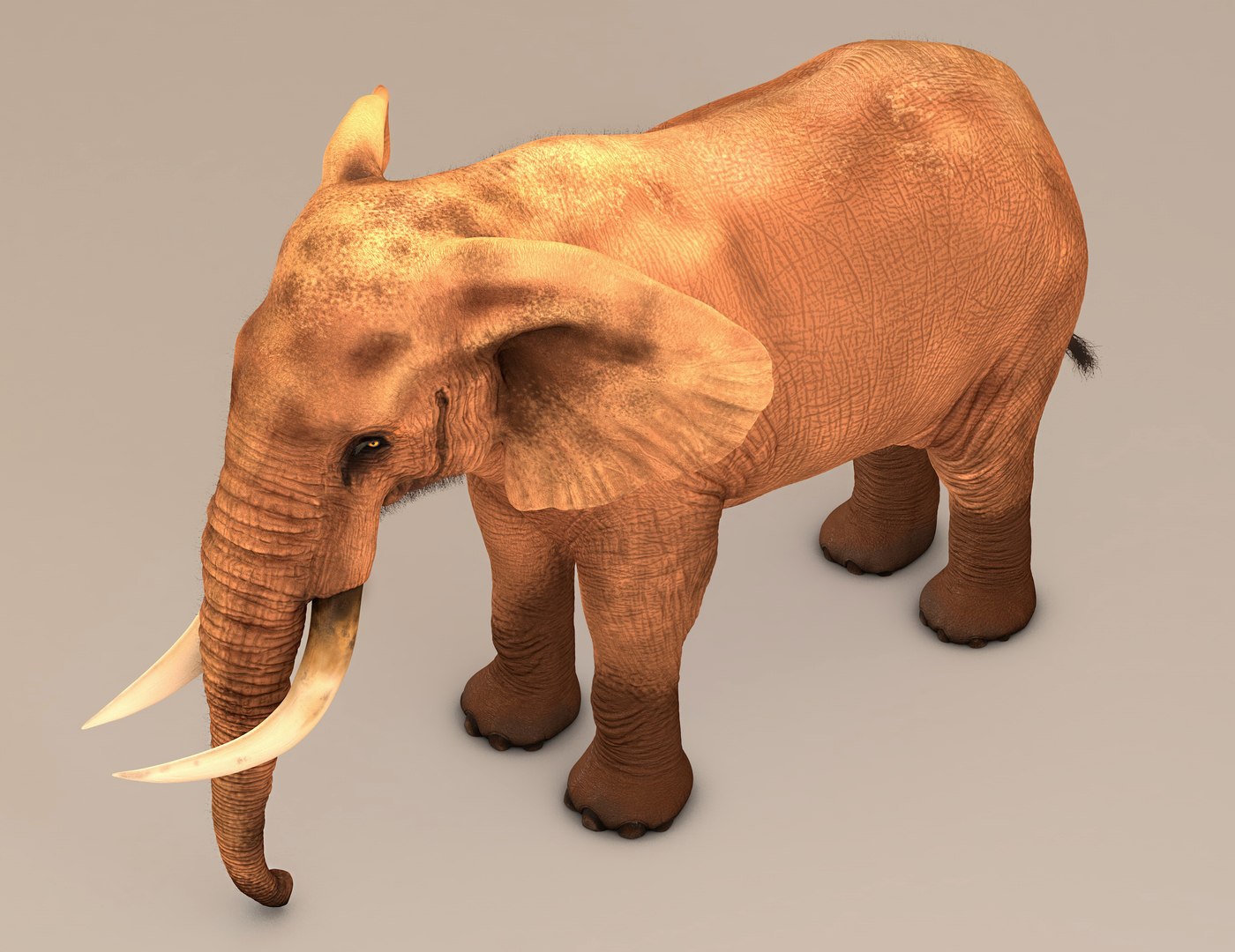 3D Elephant Realistic Model - TurboSquid 1472574