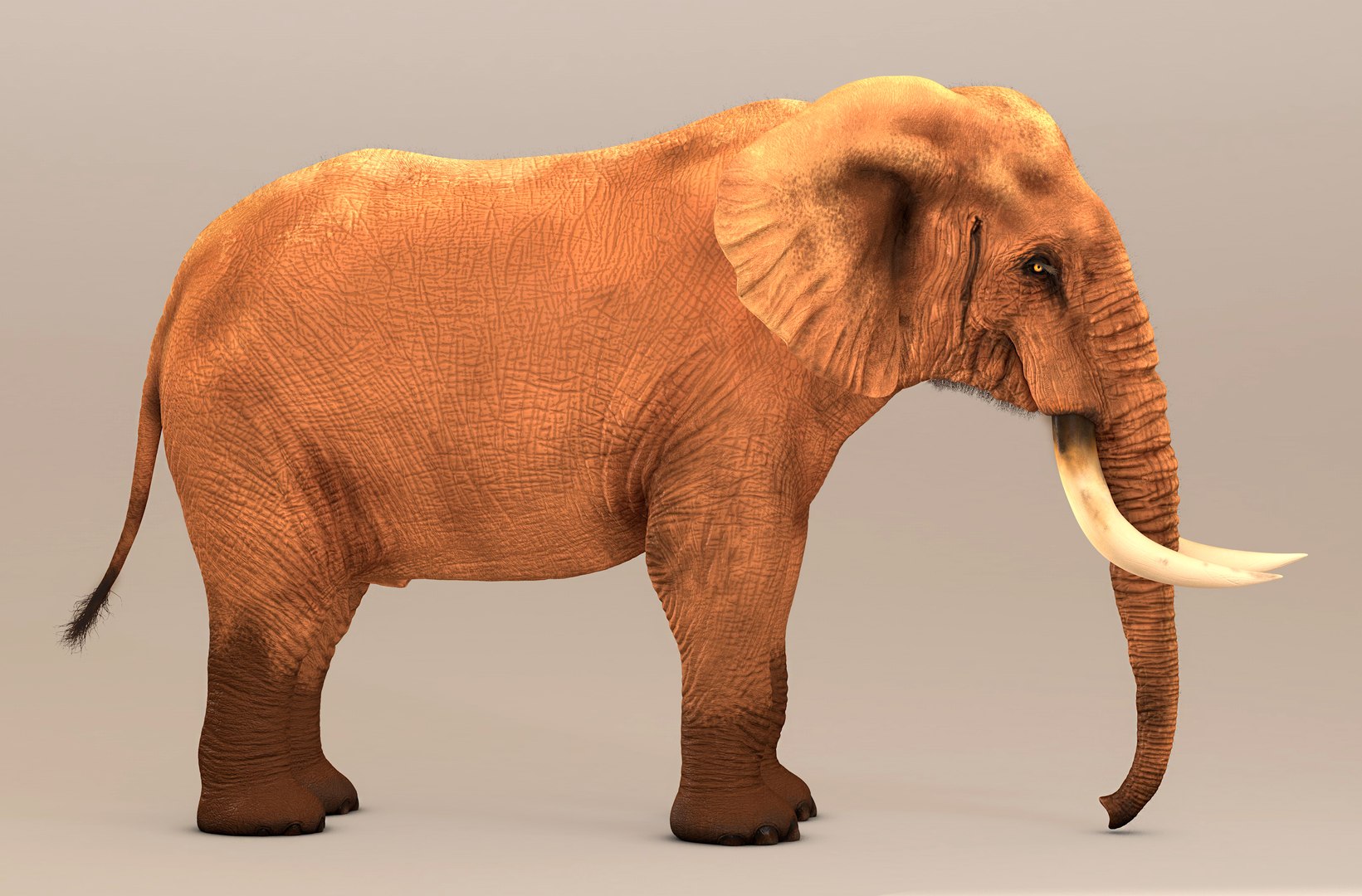 3D Elephant Realistic Model - TurboSquid 1472574
