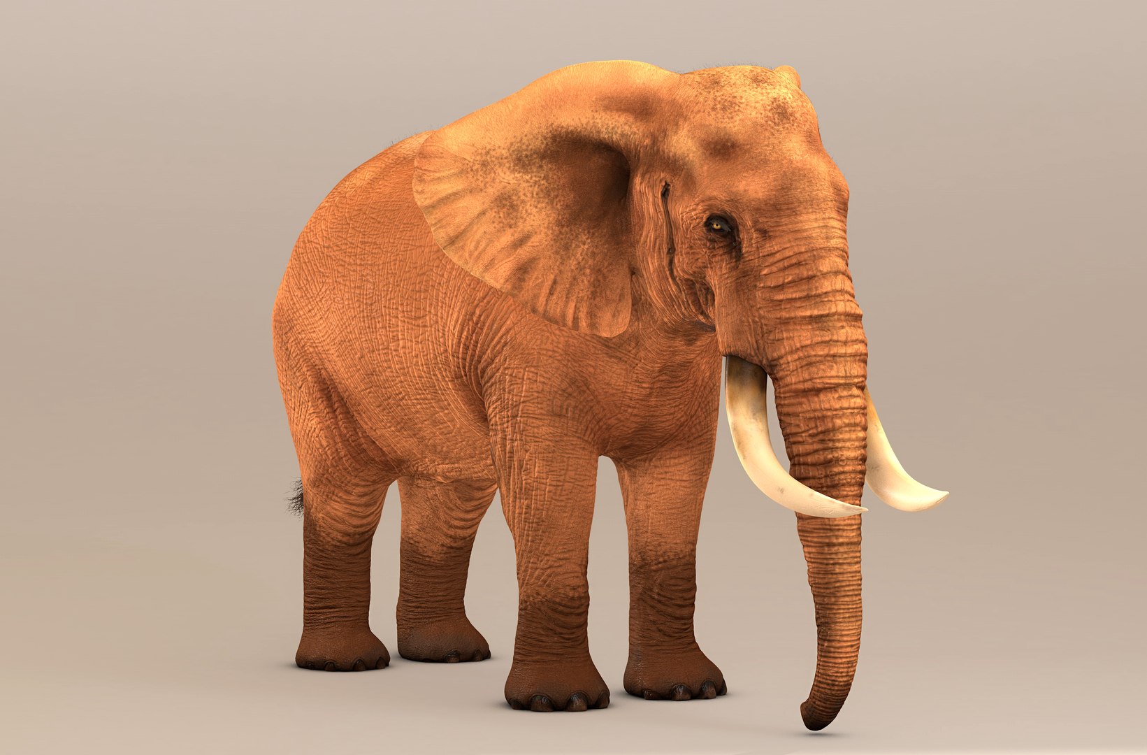 3D Elephant Realistic Model - TurboSquid 1472574