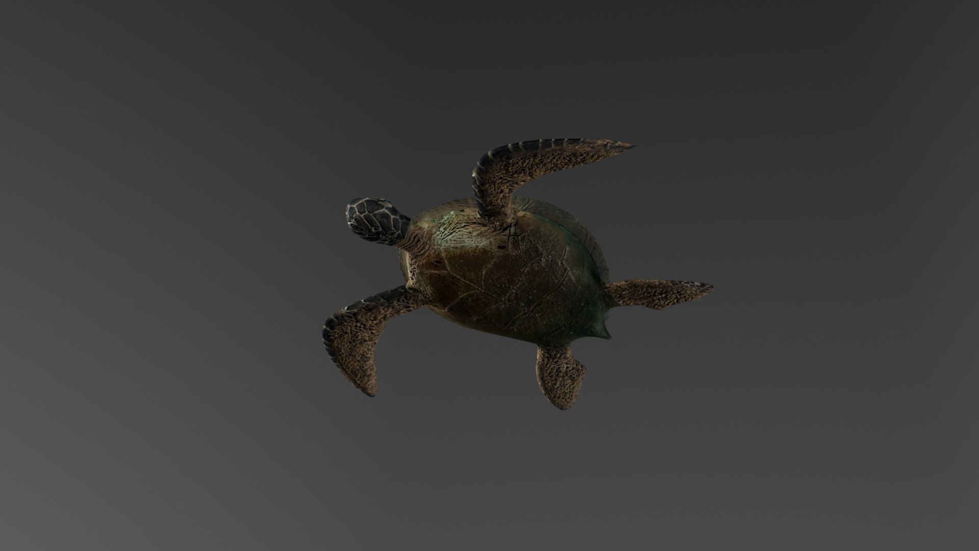 Sea Turtle 3D Model - TurboSquid 1754035