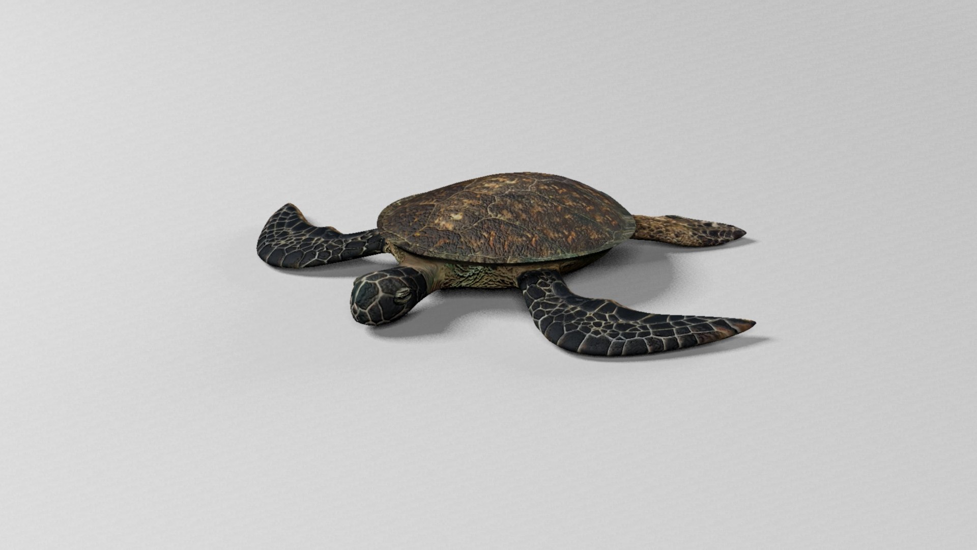 Sea Turtle 3D Model - TurboSquid 1754035