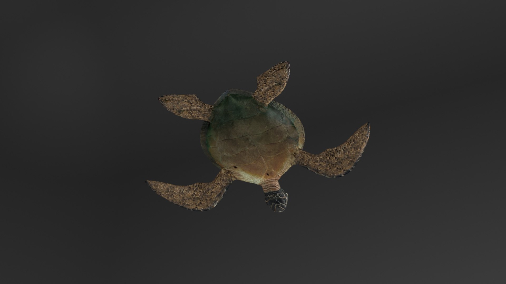 Sea Turtle 3D Model - TurboSquid 1754035