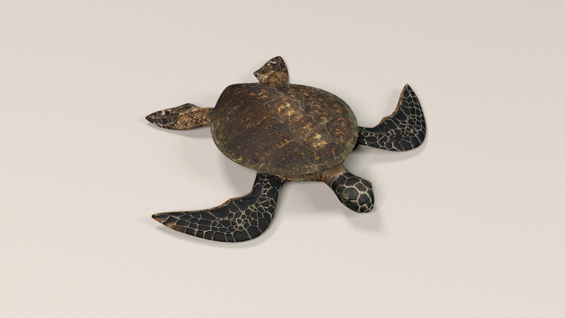 Sea Turtle 3D Model - TurboSquid 1754035