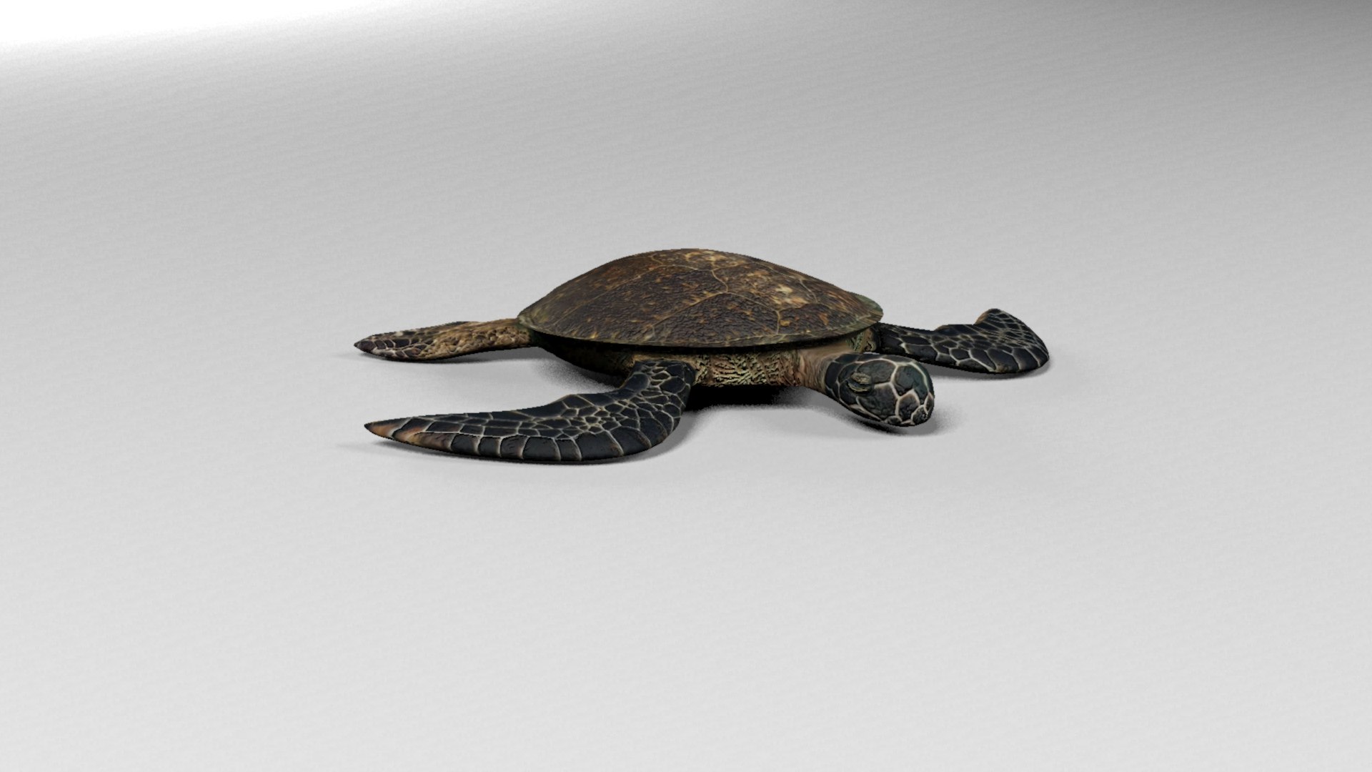 Sea Turtle 3D Model - TurboSquid 1754035