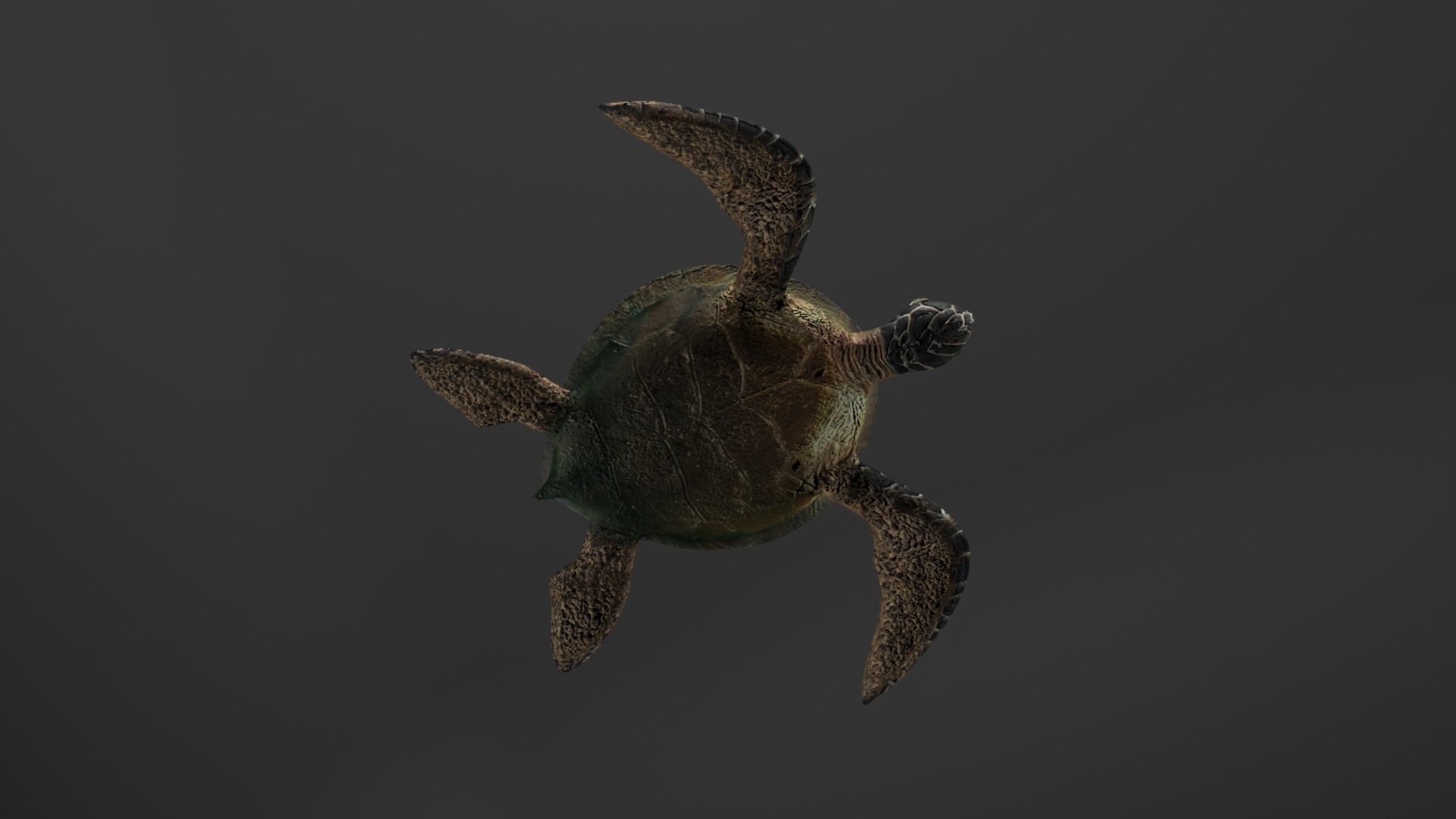 Sea Turtle 3D Model - TurboSquid 1754035