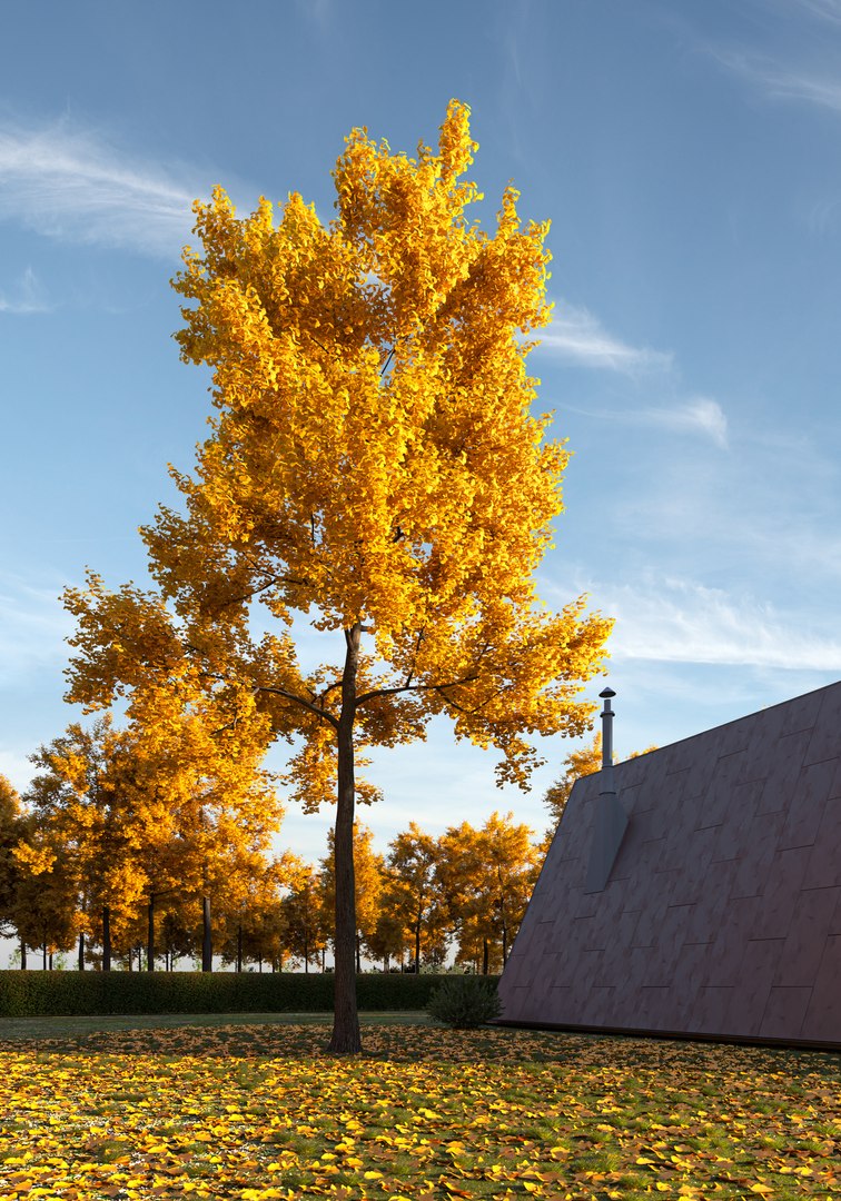 3D Model Gingko Scenes - TurboSquid 1886544