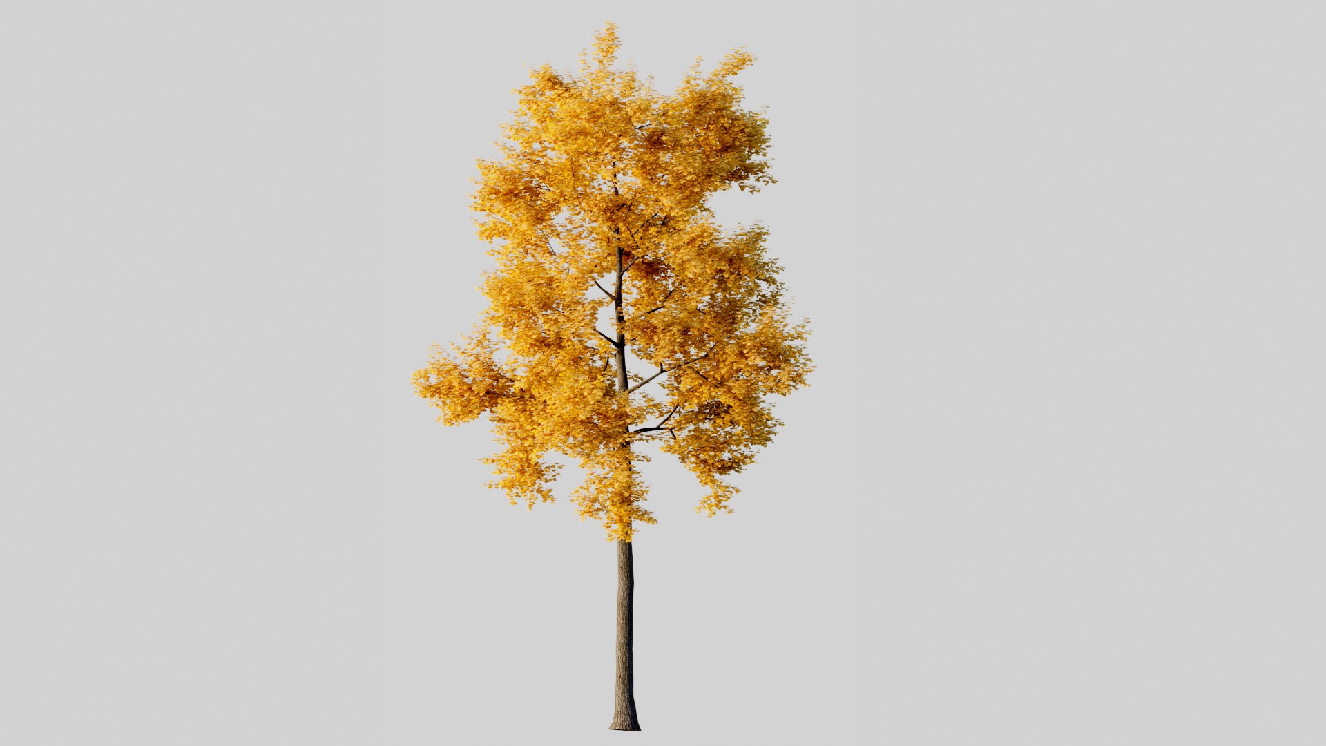 3D Model Gingko Scenes - TurboSquid 1886544