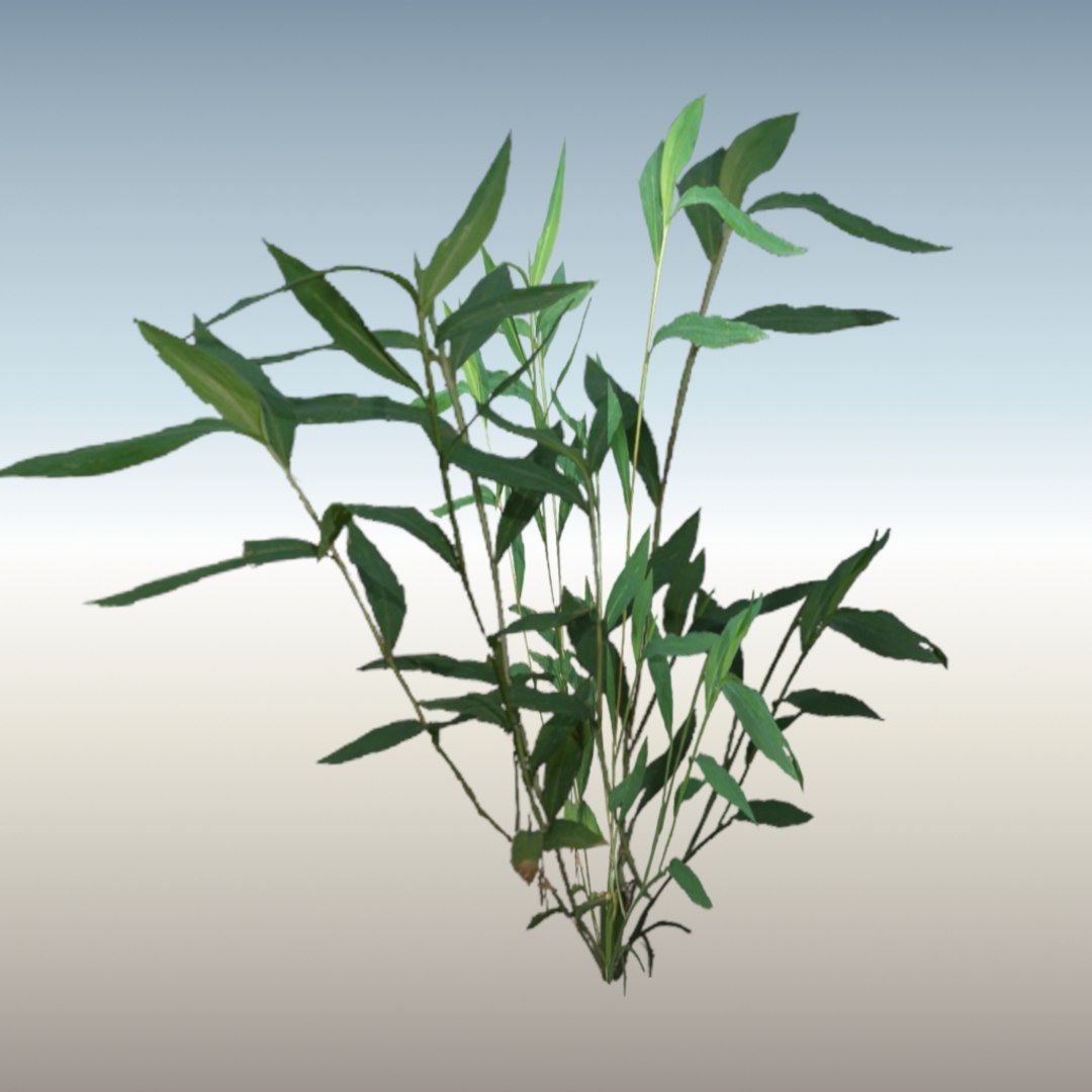 3d optimized stilt grass plant model
