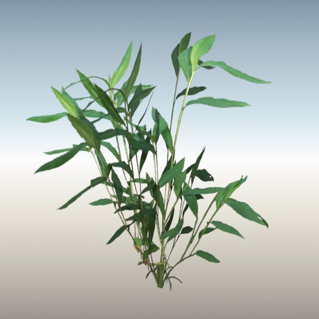 3d optimized stilt grass plant model