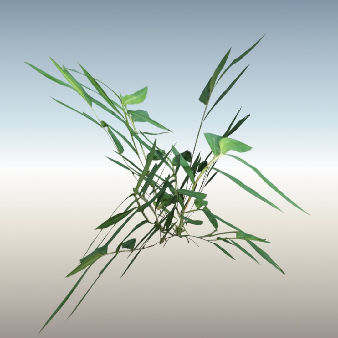 3d optimized stilt grass plant model