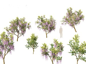 Wisteria Tree 3D Models for Download | TurboSquid