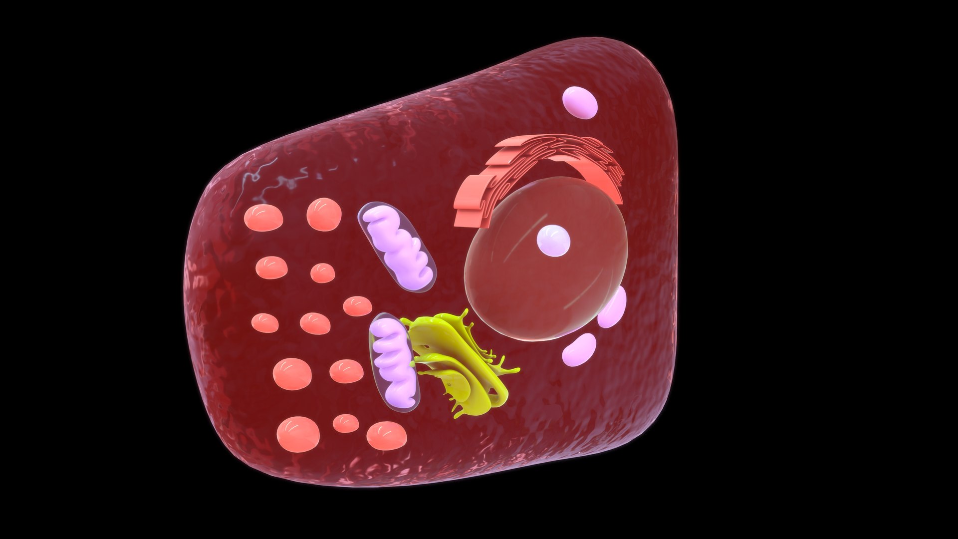 3D Mucous Cell - TurboSquid 2190081