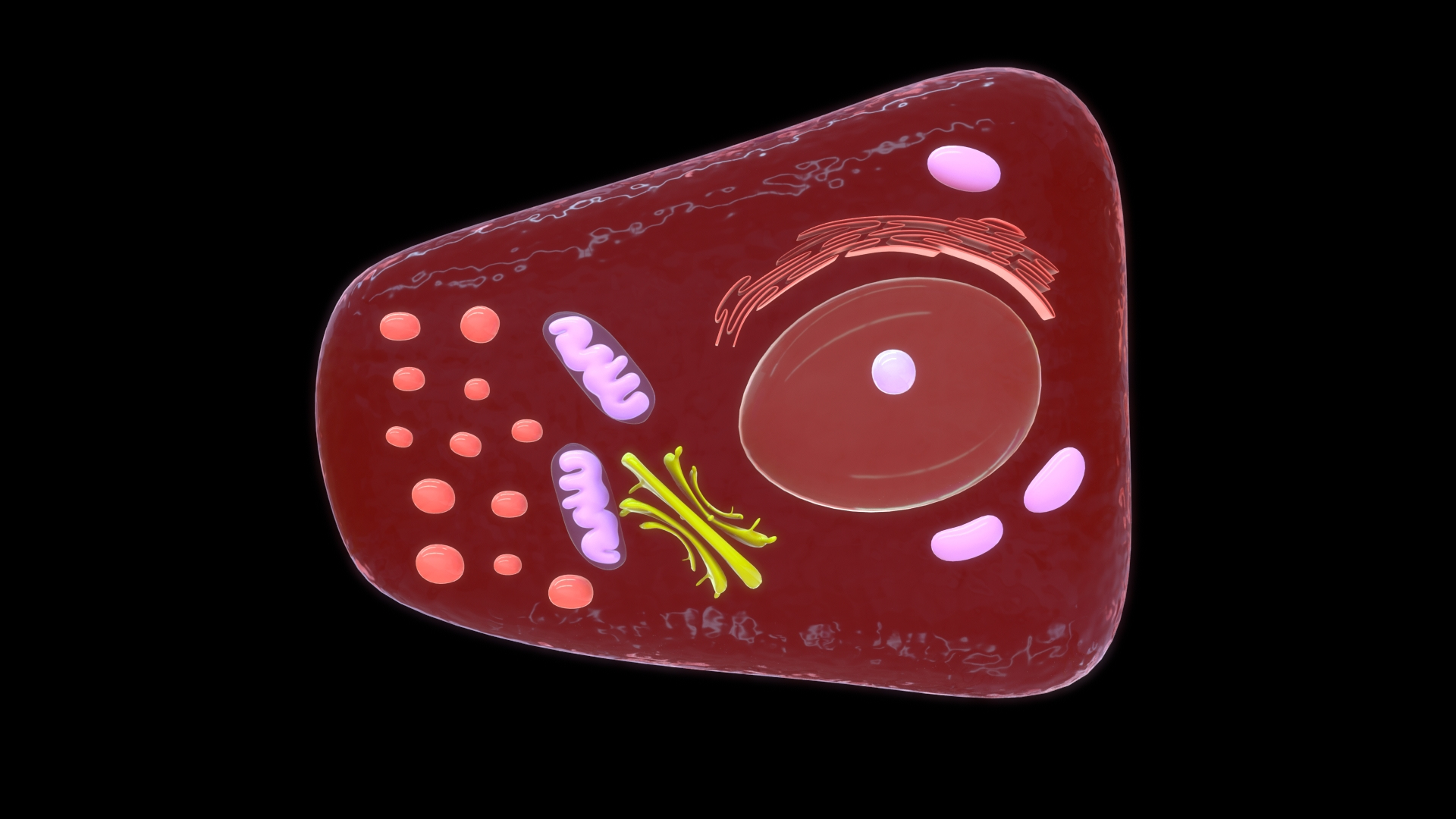 3D Mucous Cell - TurboSquid 2190081