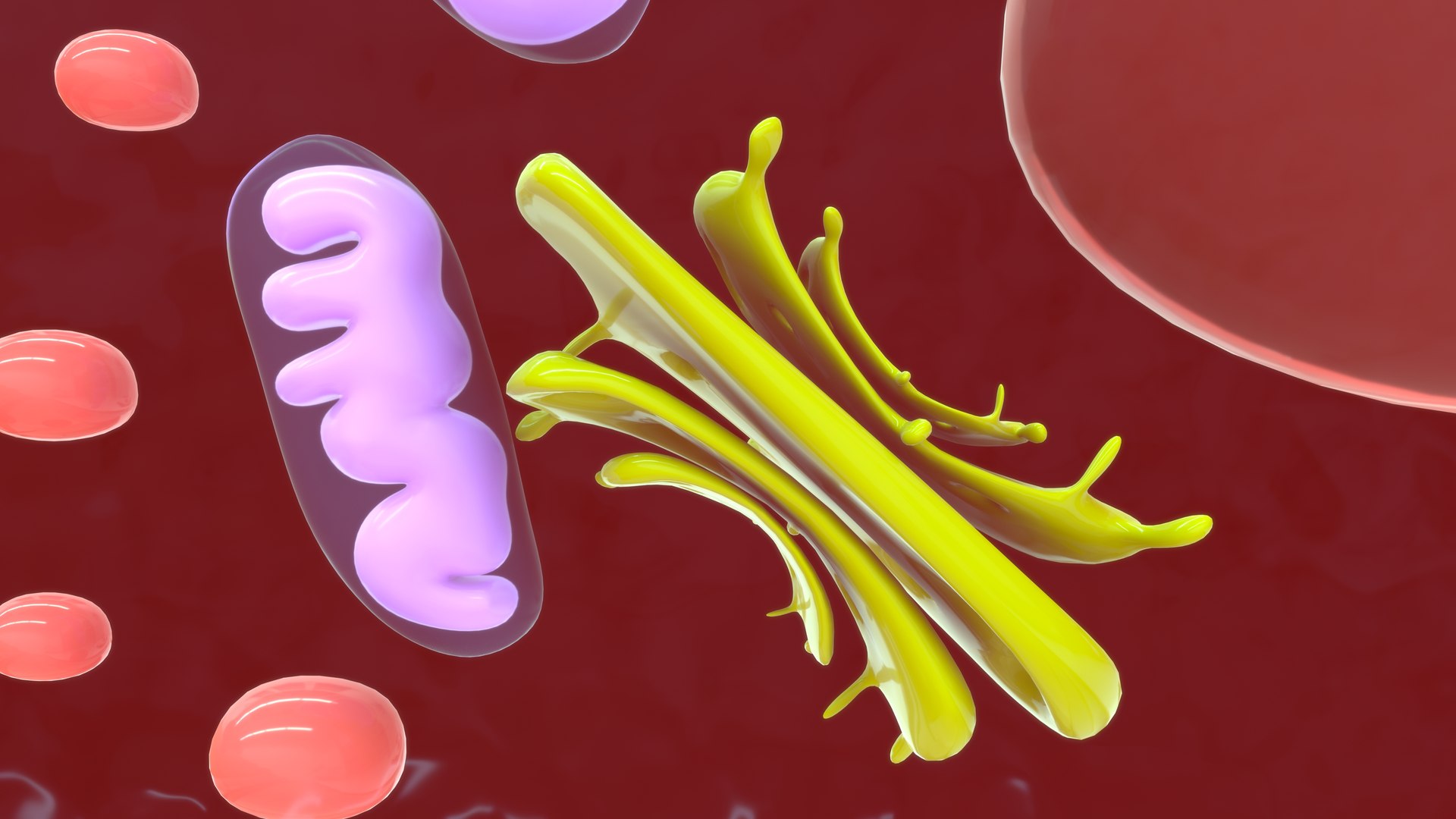 3D Mucous Cell - TurboSquid 2190081