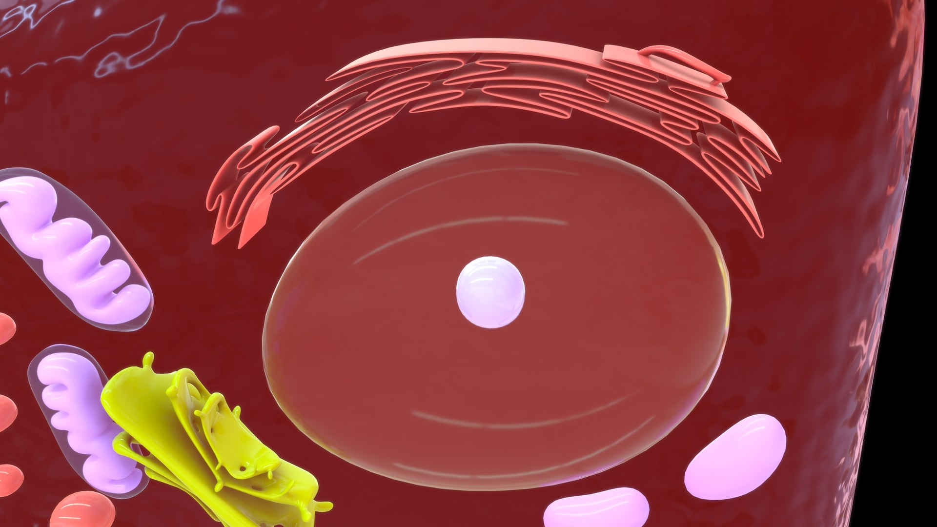 3D Mucous Cell - TurboSquid 2190081