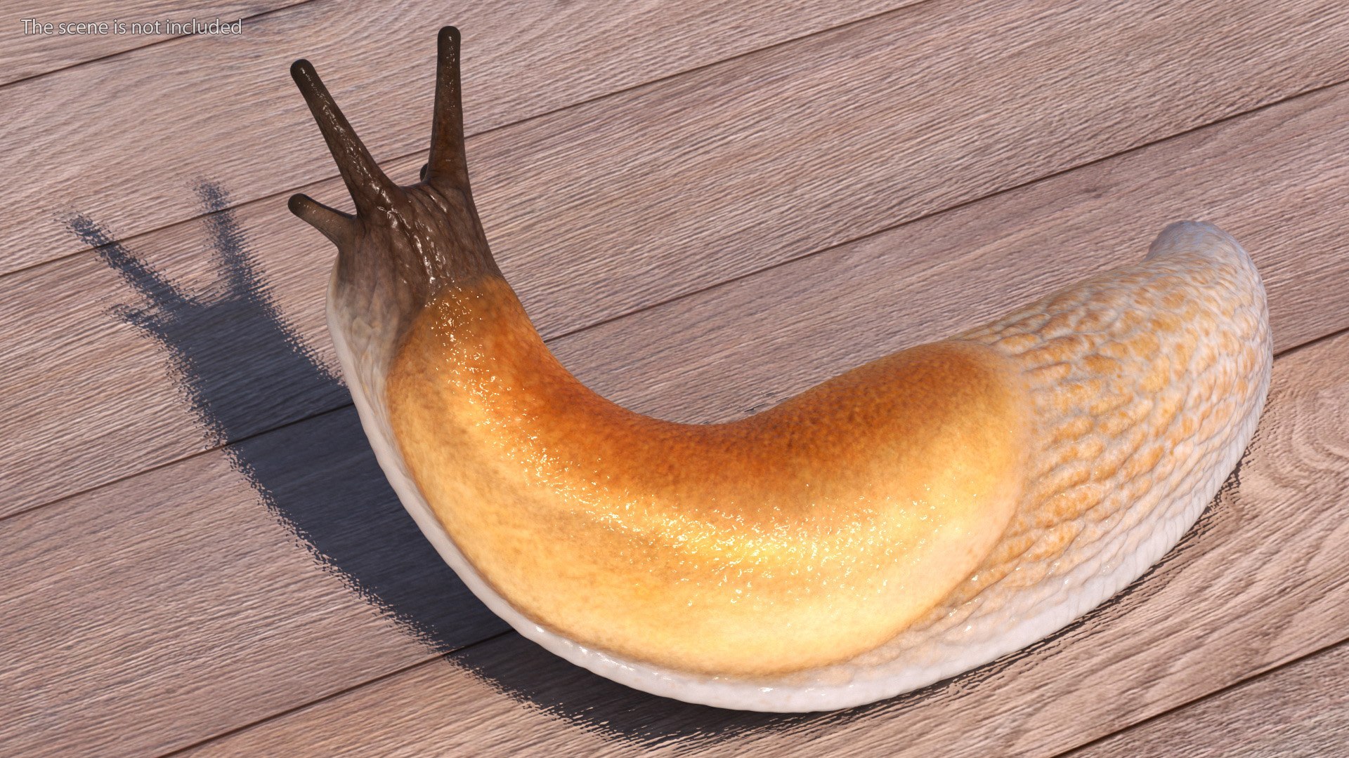 3D Spanish Slug Rigged - TurboSquid 2013411