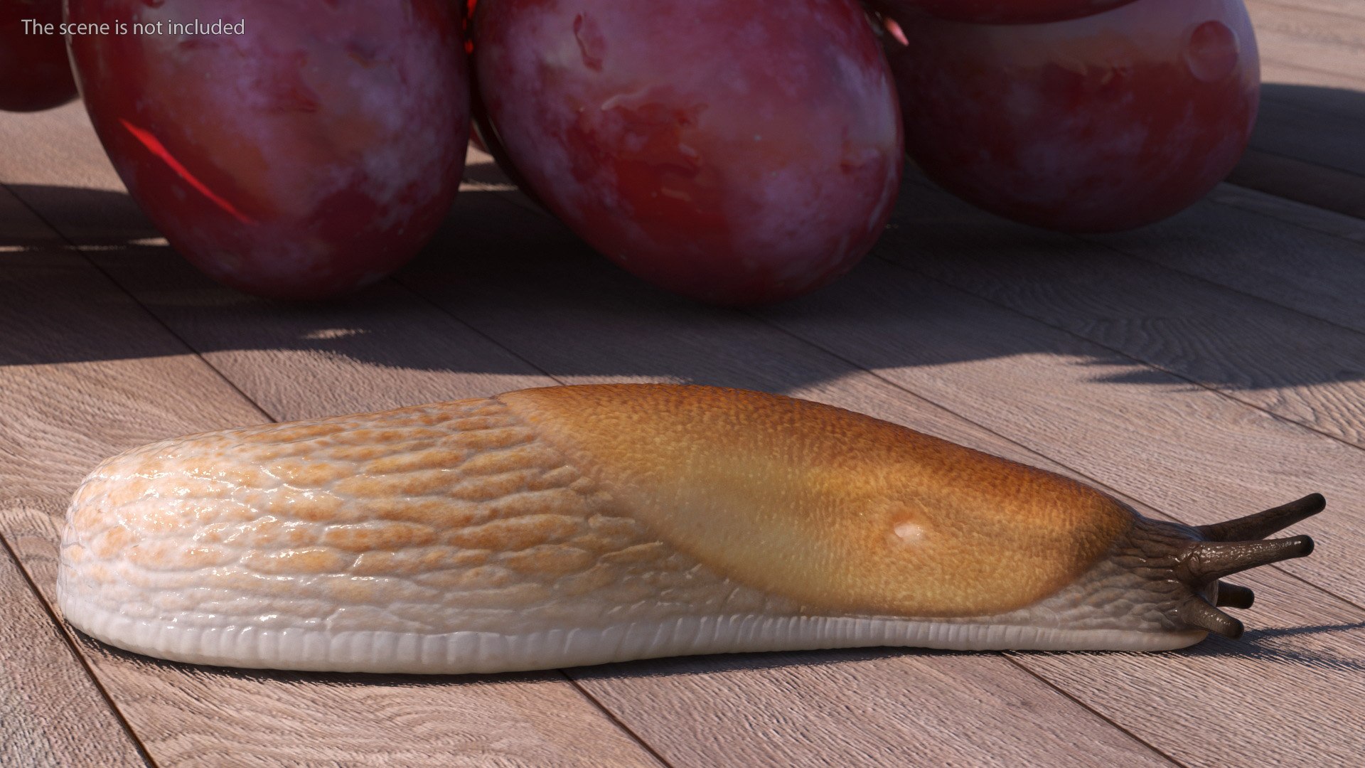 3D Spanish Slug Rigged - TurboSquid 2013411