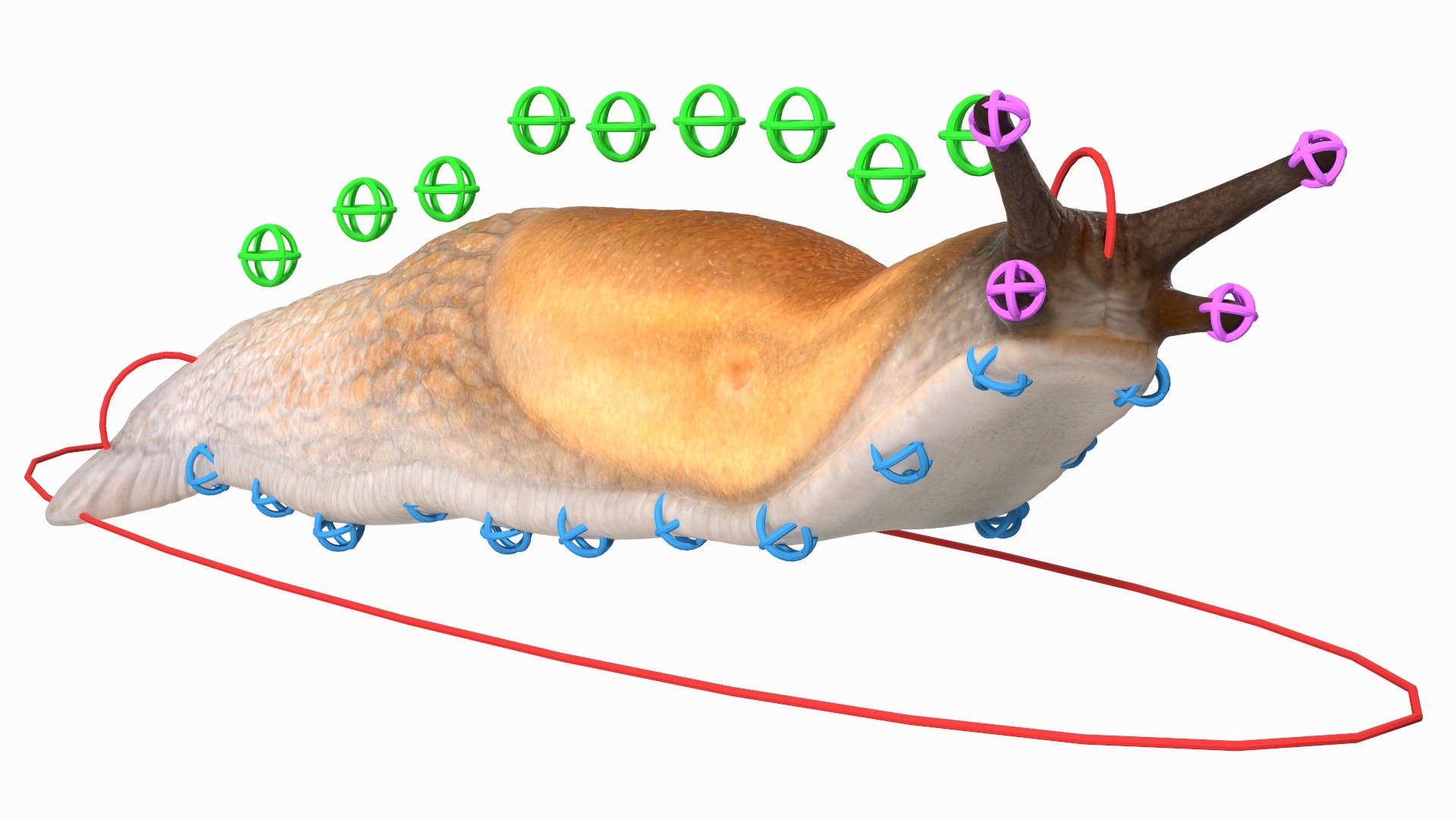 3D Spanish Slug Rigged - TurboSquid 2013411