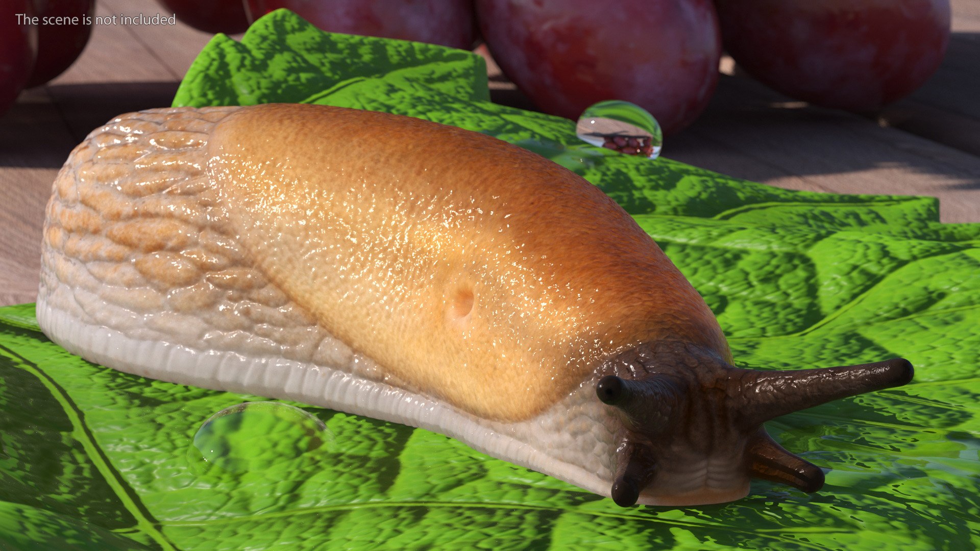 3D Spanish Slug Rigged - TurboSquid 2013411