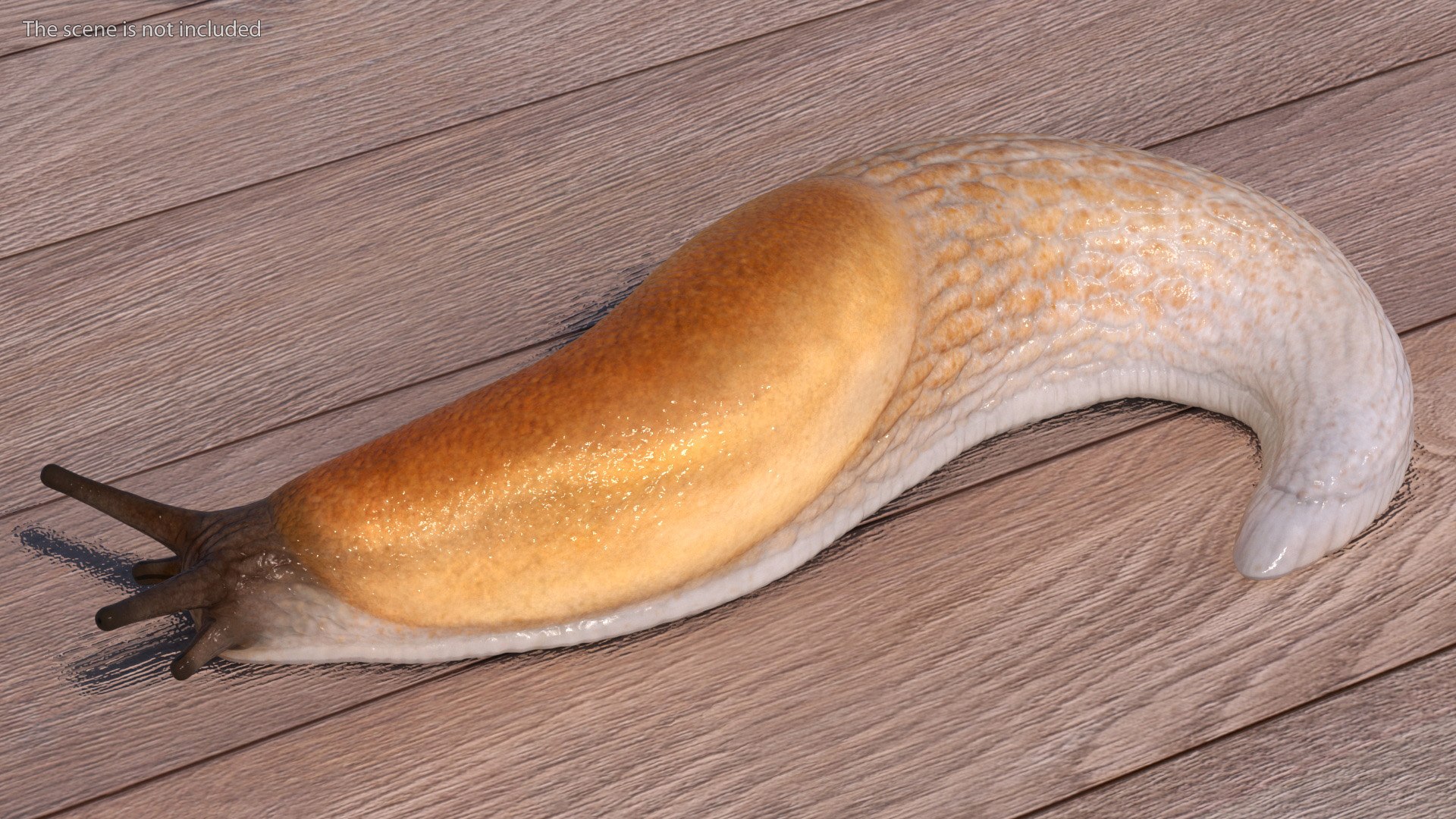 3D Spanish Slug Rigged - TurboSquid 2013411