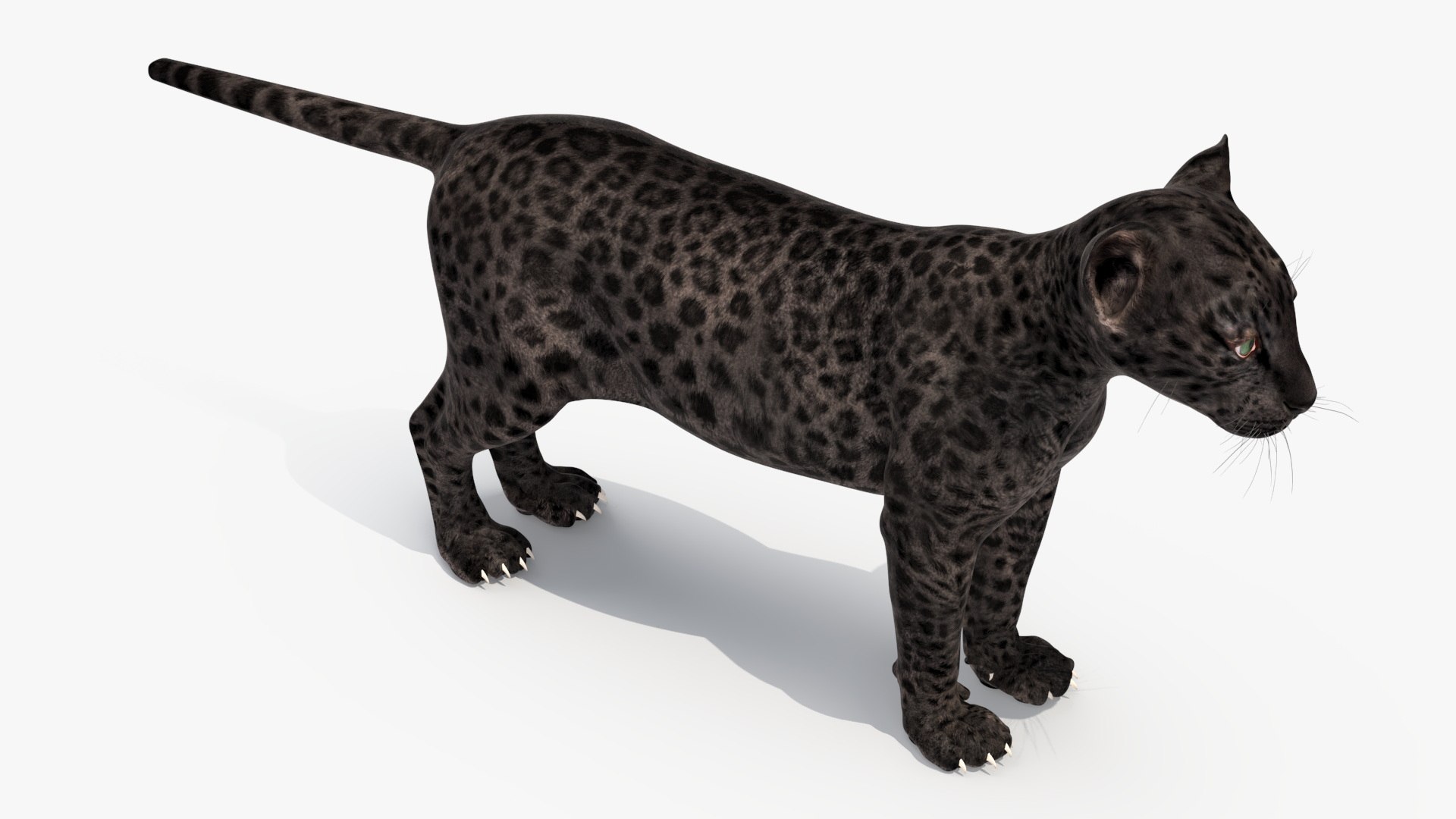 3D Model Black Leopard Cub Standing Pose - TurboSquid 2342377