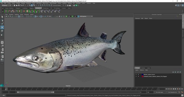 3D swimming atlantic salmon fish model - TurboSquid 1564319
