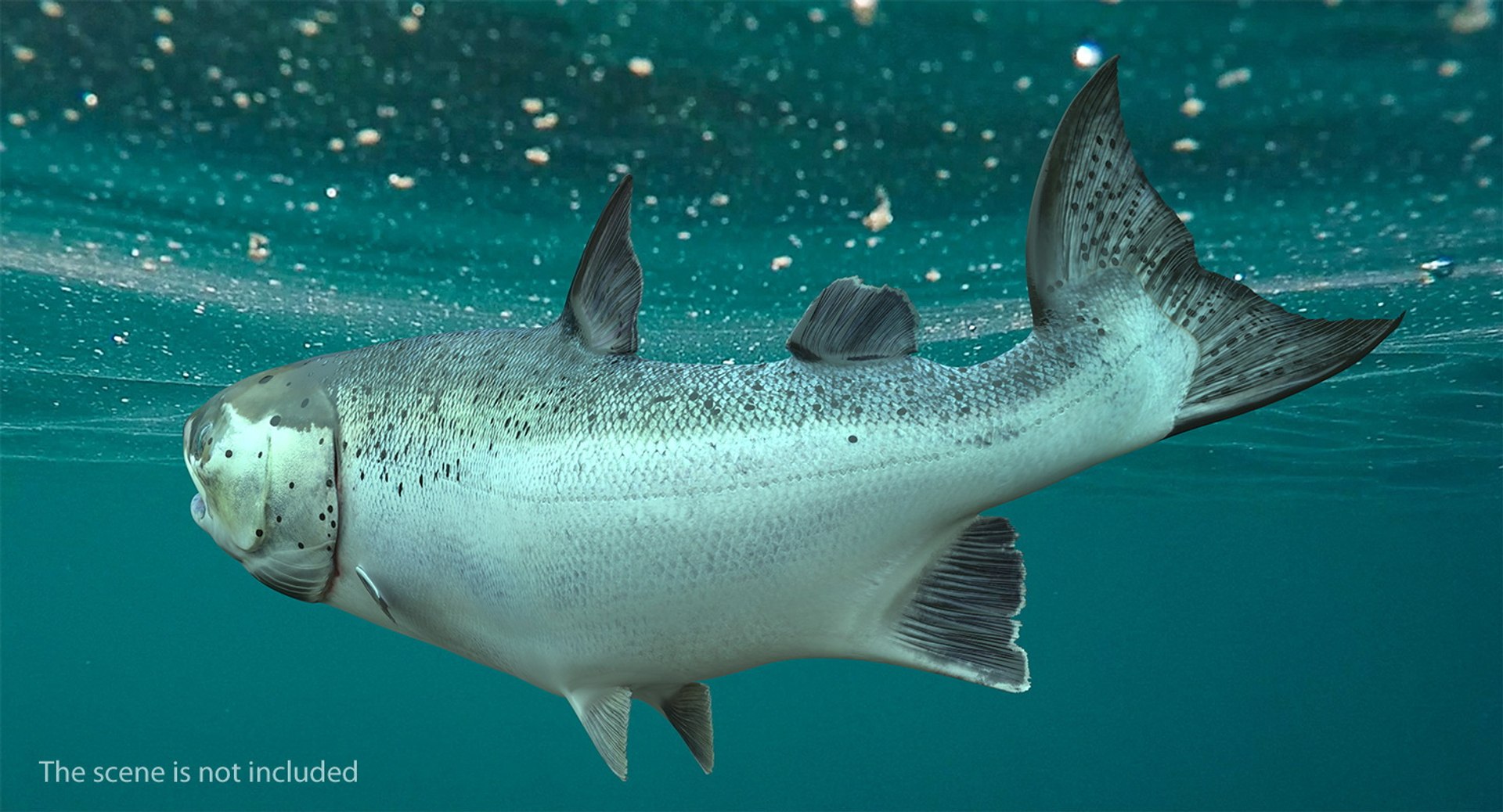 3D Swimming Atlantic Salmon Fish Model - TurboSquid 1564319