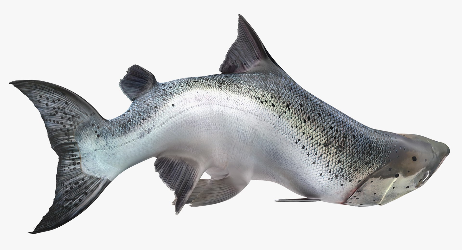 3D Swimming Atlantic Salmon Fish Model - TurboSquid 1564319