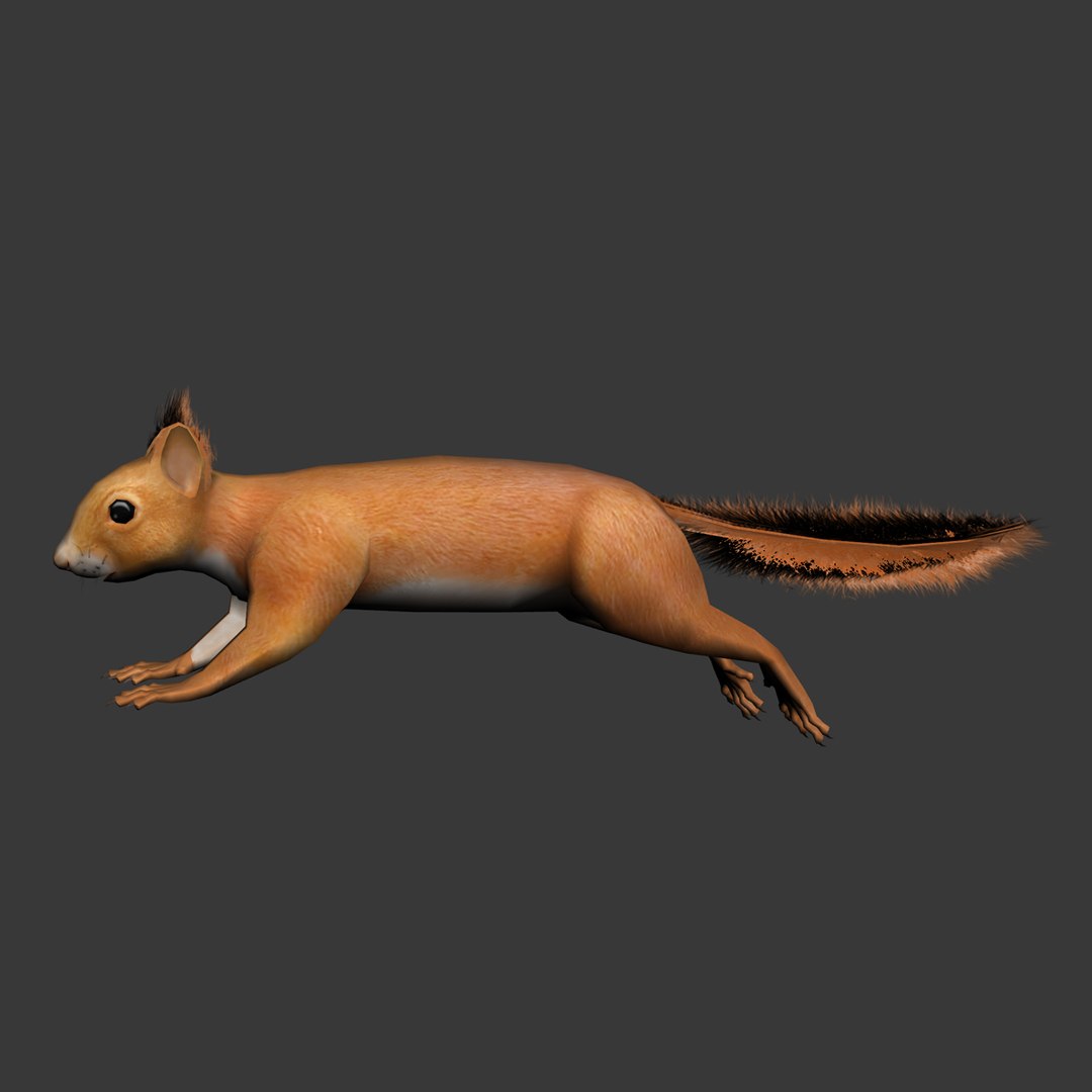 Squirrel Rodent 3d 3ds