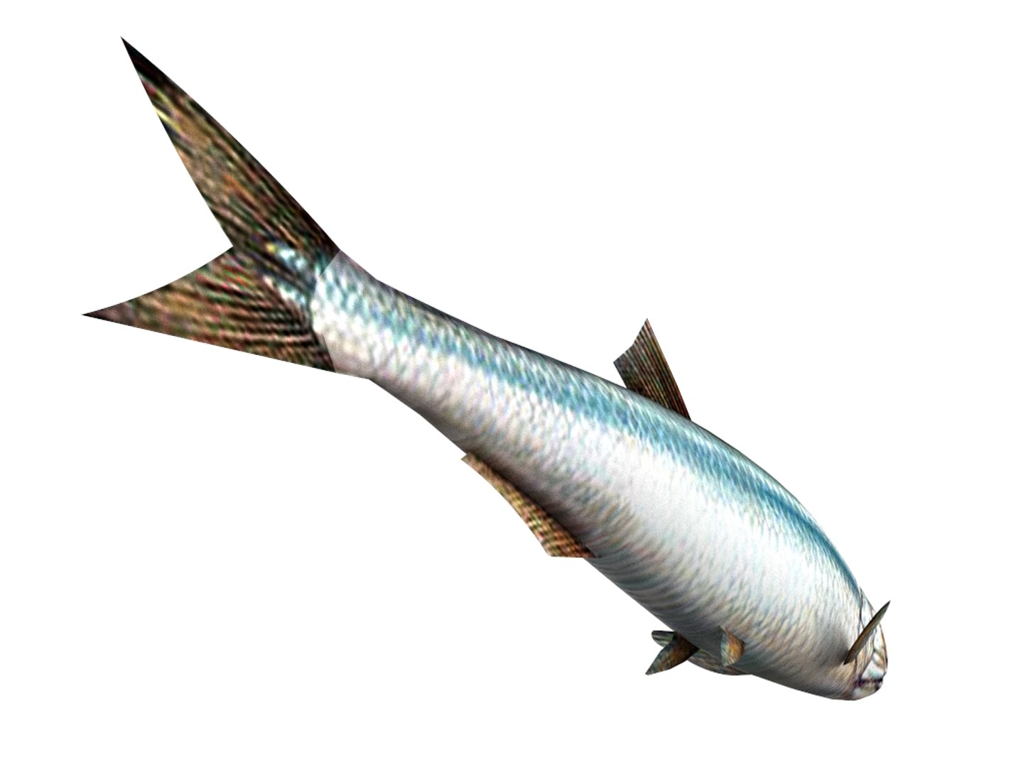 3D Fish Anchovy Model - TurboSquid 1387407