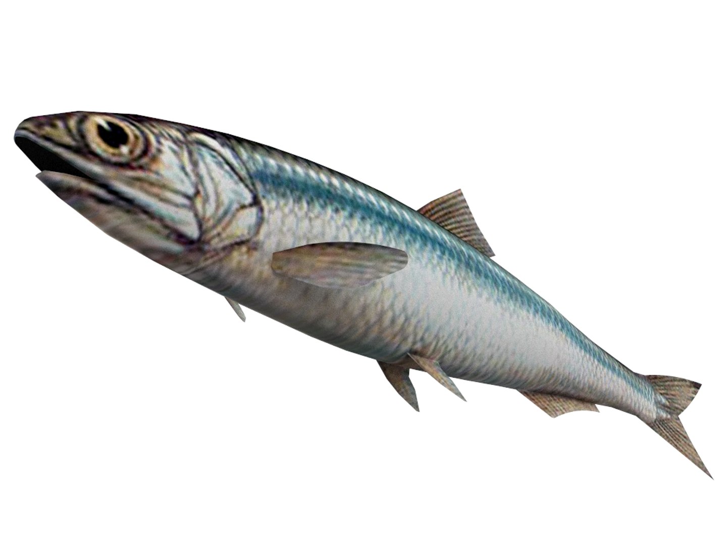 3D Fish Anchovy Model - TurboSquid 1387407