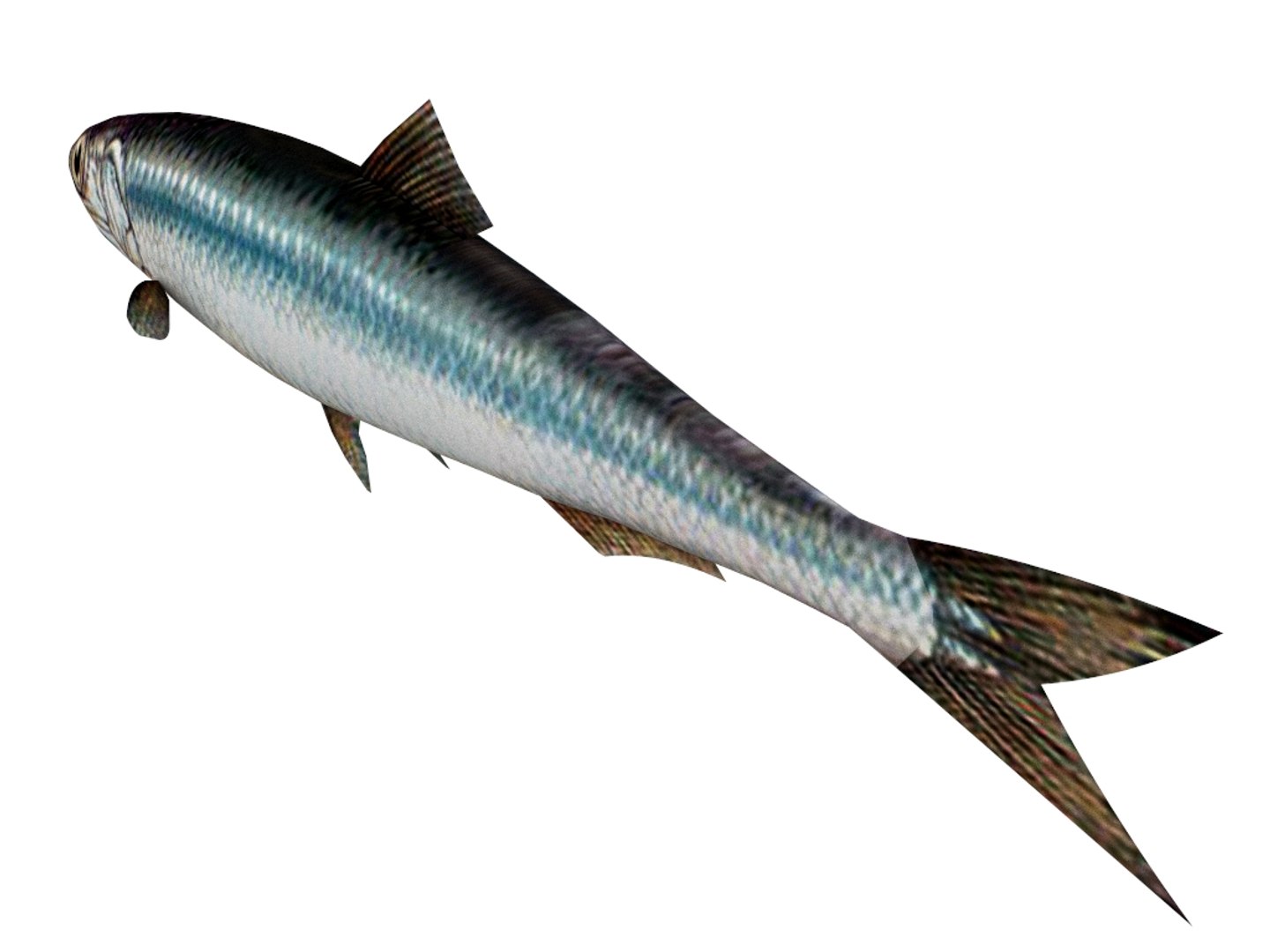 3D Fish Anchovy Model - TurboSquid 1387407