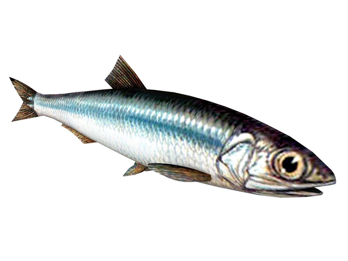 3D Fish Anchovy Model - TurboSquid 1387407