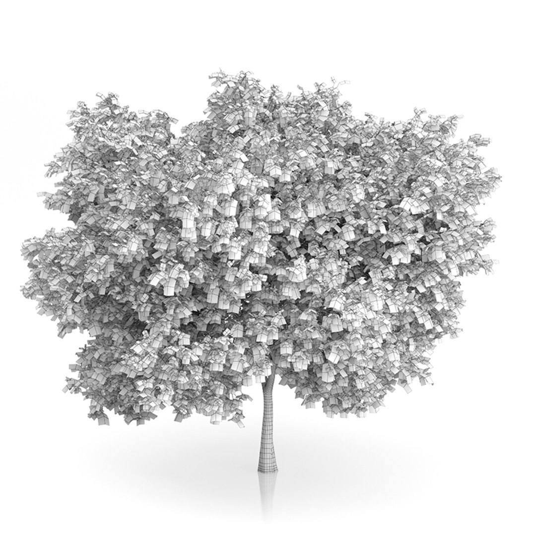 3d Common Walnut Tree Juglans