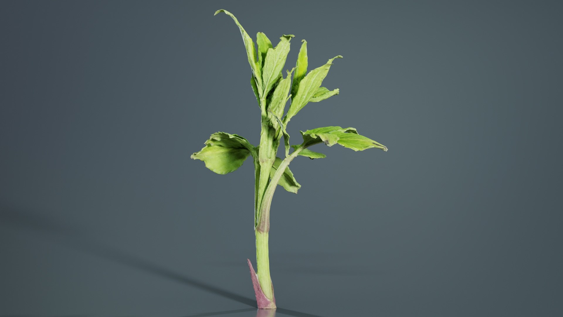 3D Aegopodium Podagraria Ground Elder Apiaceae Sprout Remastered Model ...