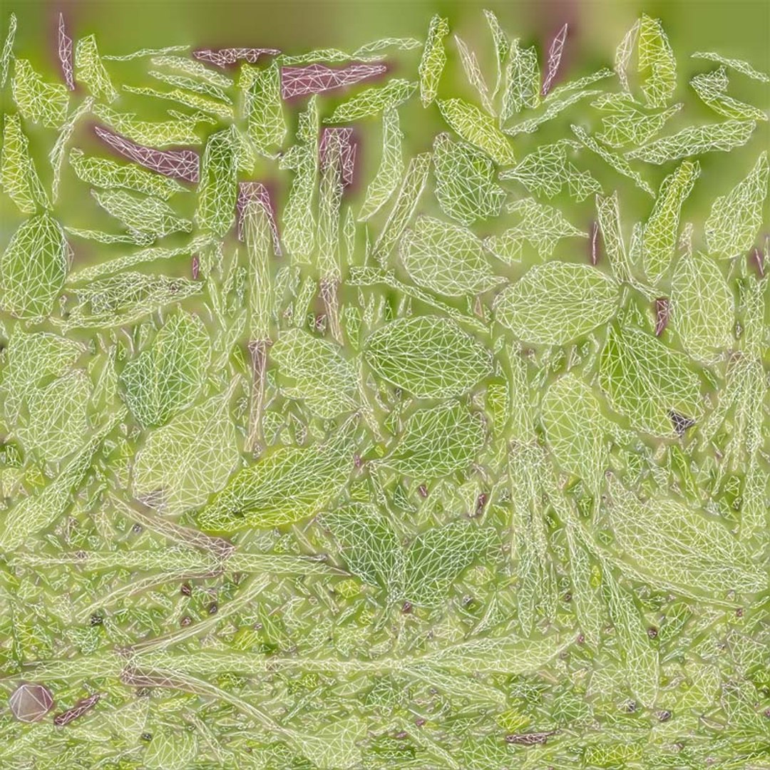 3D Aegopodium Podagraria Ground Elder Apiaceae Sprout Remastered Model ...