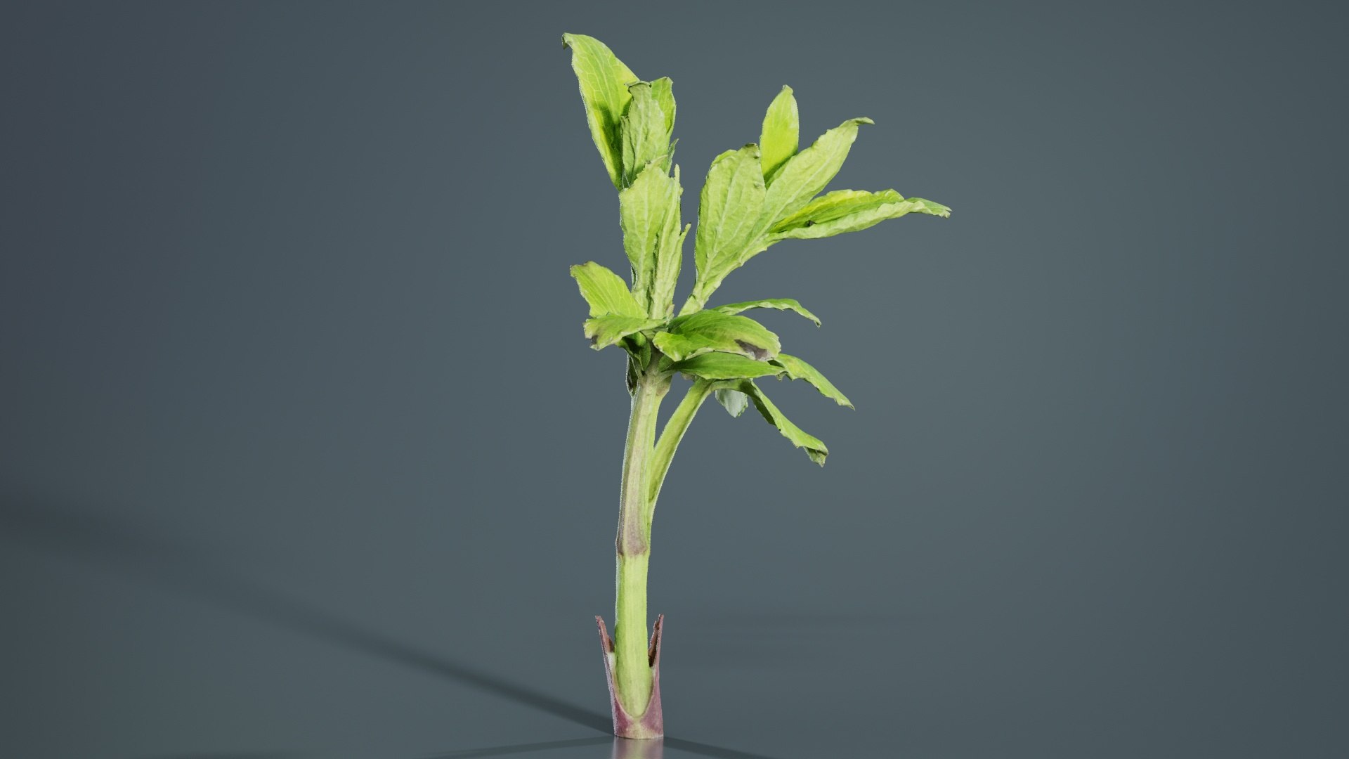 3D Aegopodium Podagraria Ground Elder Apiaceae Sprout Remastered Model ...