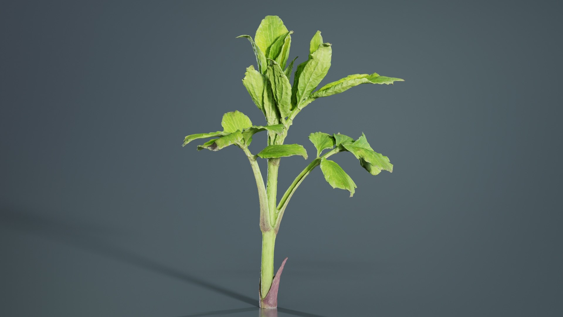 3D Aegopodium Podagraria Ground Elder Apiaceae Sprout Remastered Model ...