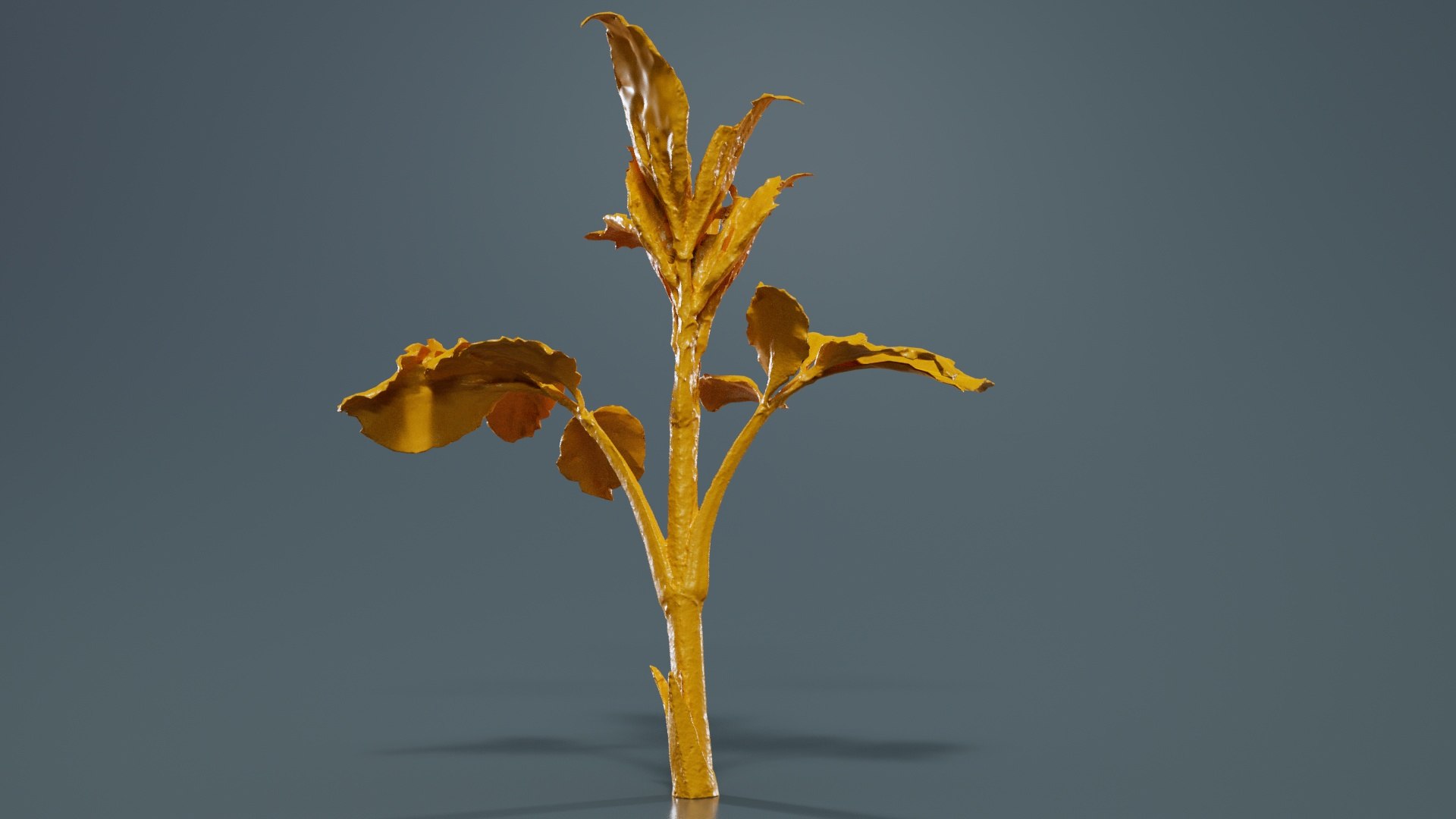 3D Aegopodium Podagraria Ground Elder Apiaceae Sprout Remastered Model ...