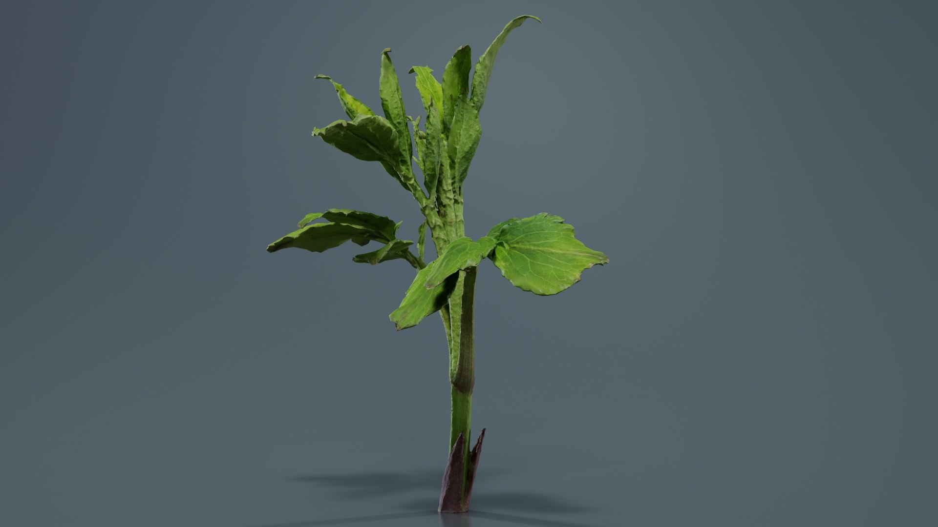 3D Aegopodium Podagraria Ground Elder Apiaceae Sprout Remastered Model ...