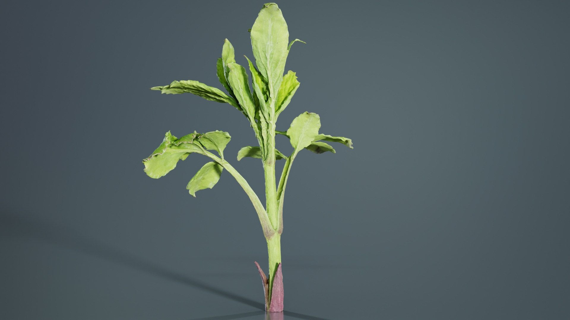 3D Aegopodium Podagraria Ground Elder Apiaceae Sprout Remastered Model ...