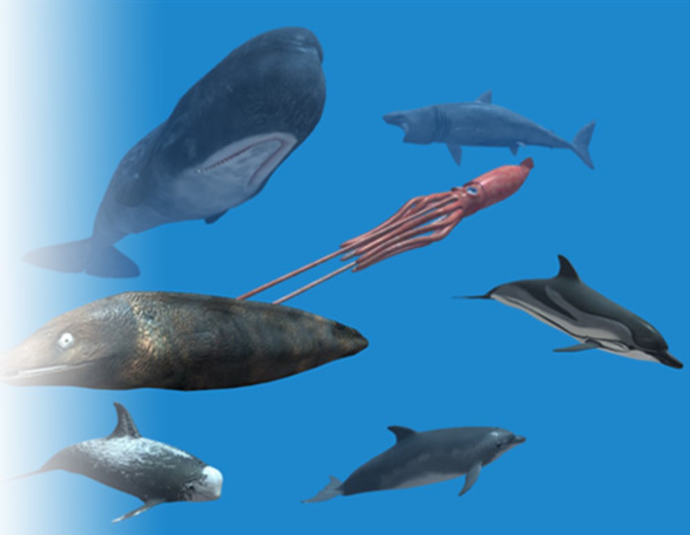 3d Rigged Sea Animals