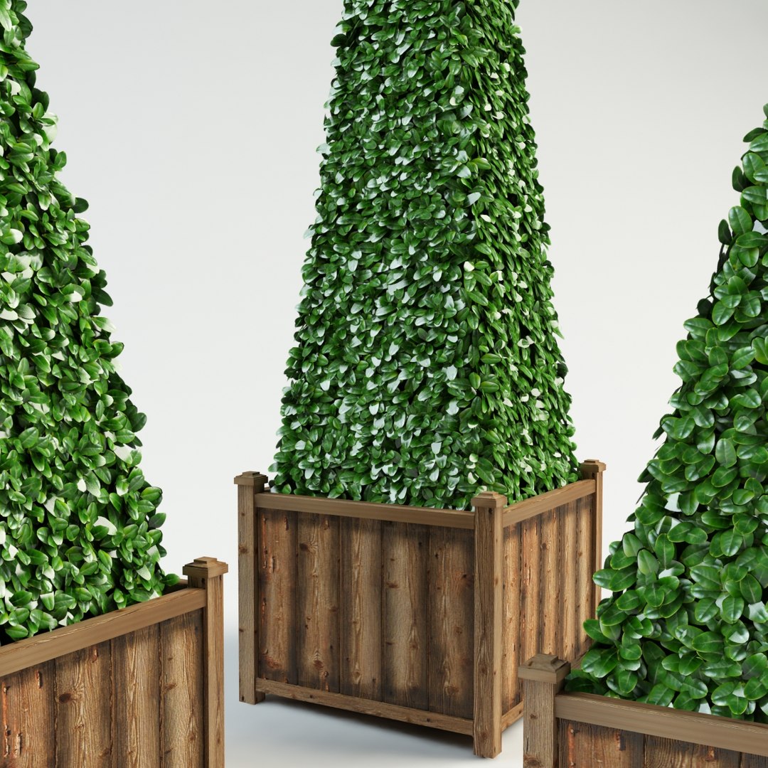 3d Pyramidal Boxwood Shrubs