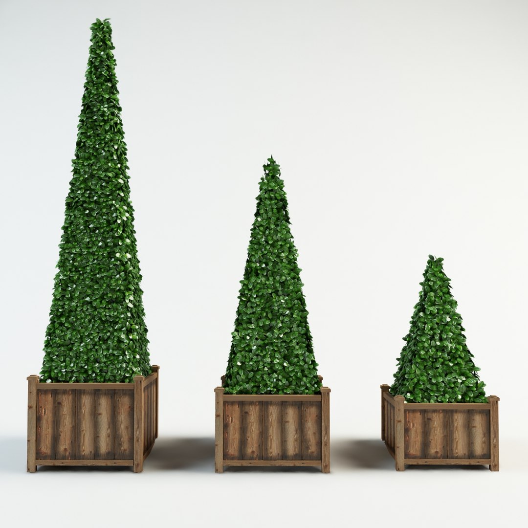 3d Pyramidal Boxwood Shrubs