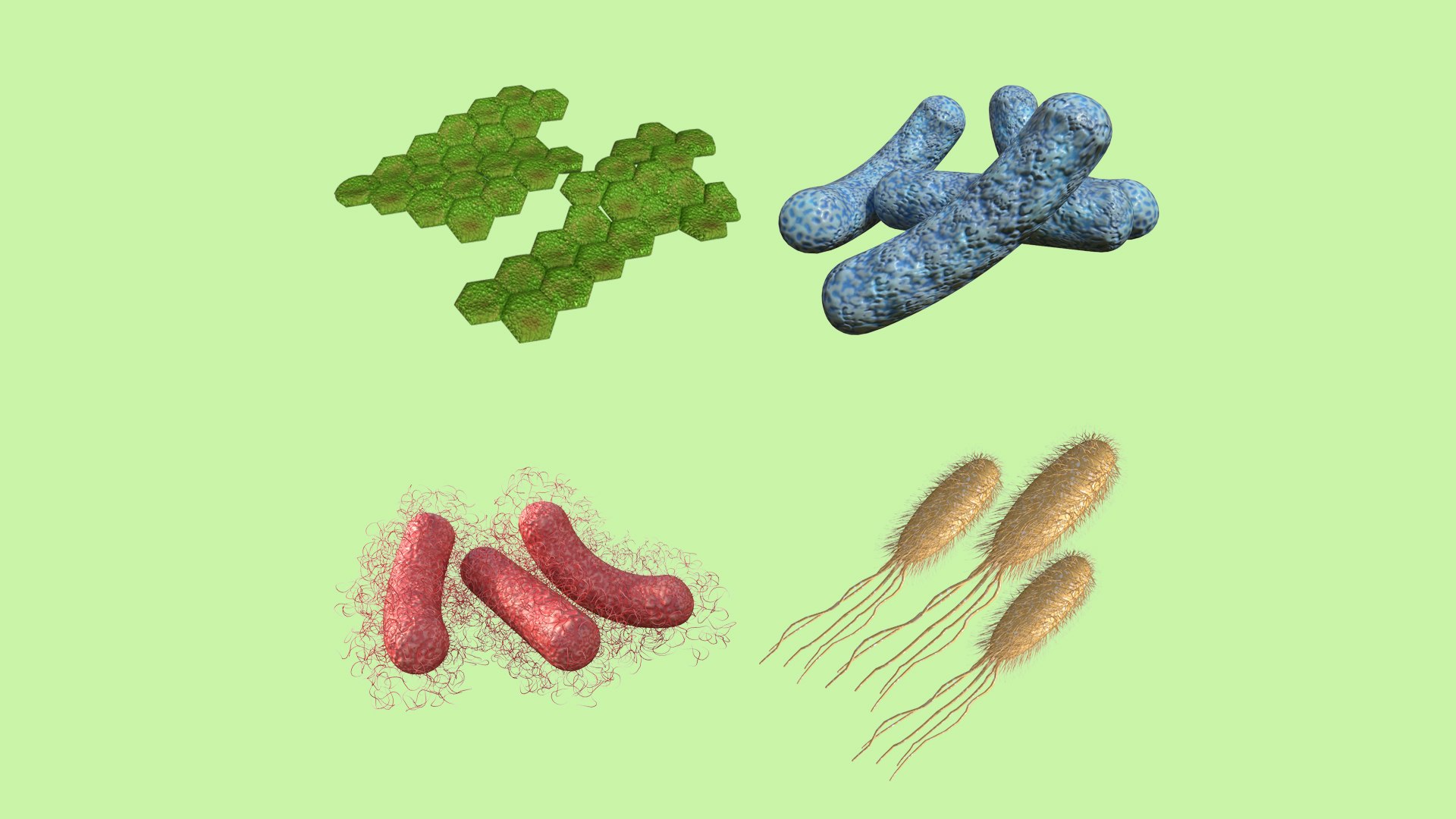 Bacteria Pack 3D - TurboSquid 2172160