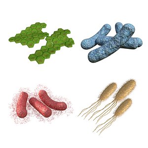 Salmonella 3D Models for Download | TurboSquid