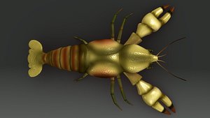 3D Crawfish Models | TurboSquid