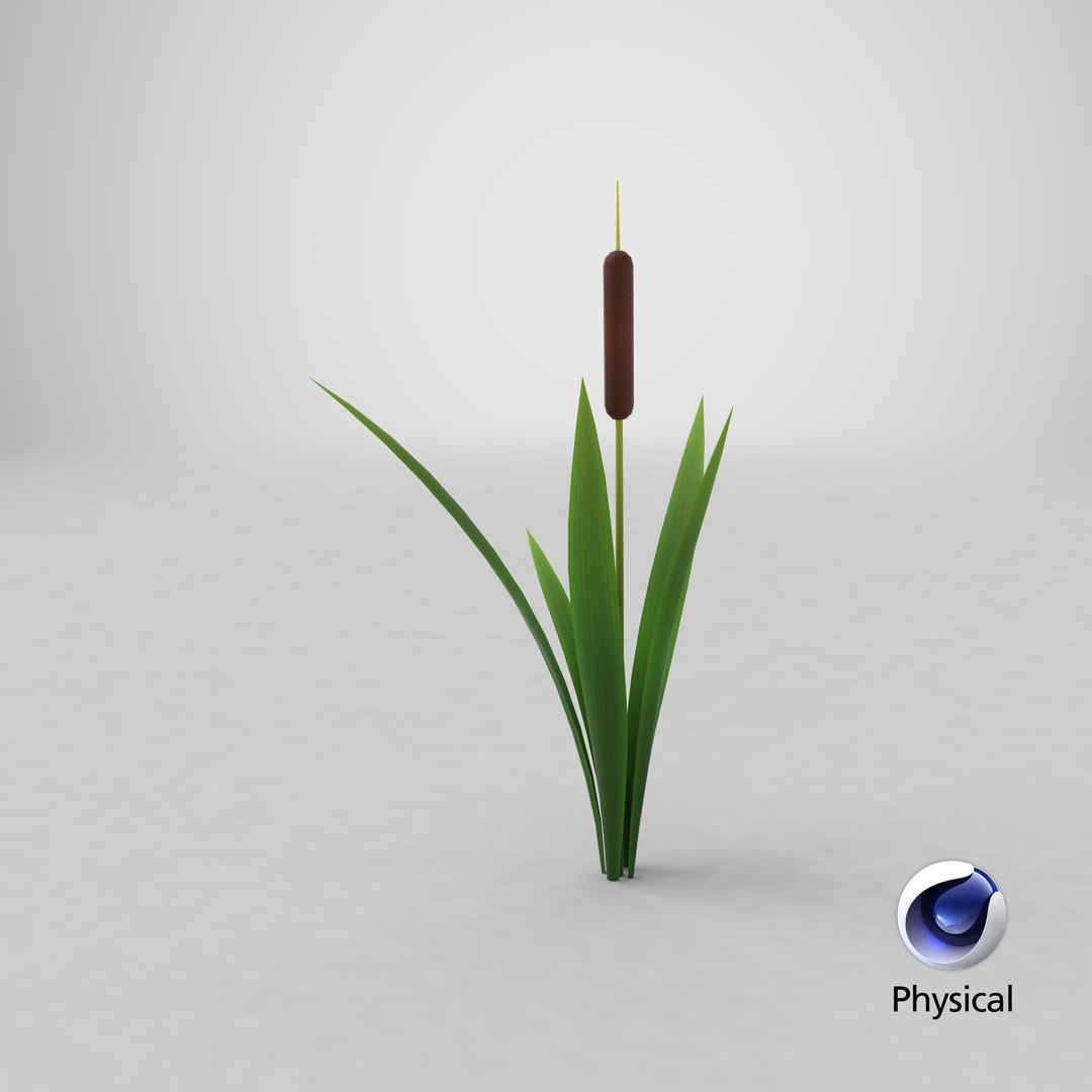 3D Cartoon Cattail 02 Model - TurboSquid 1936183