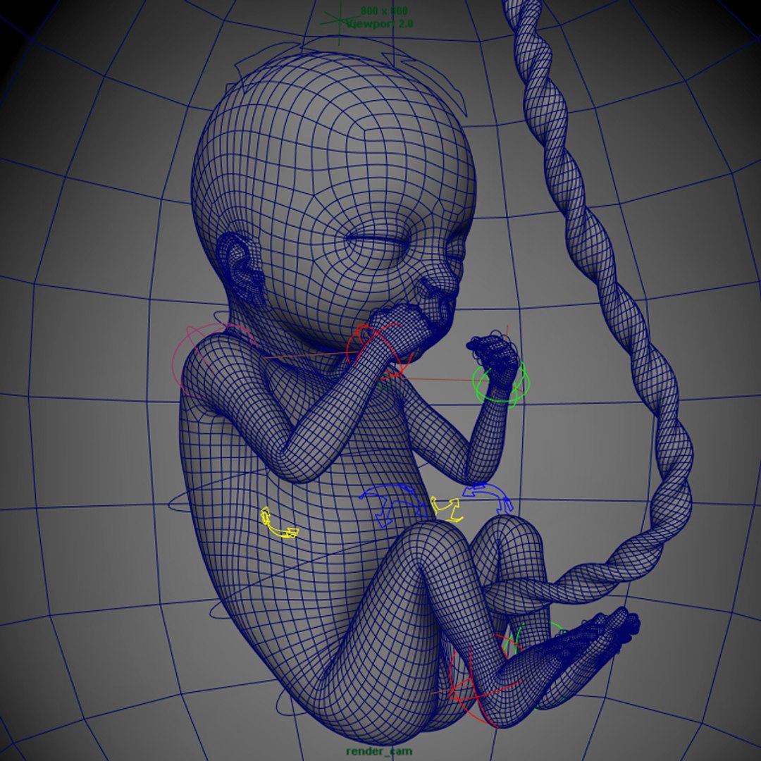 Rigged Fetus 3d Obj